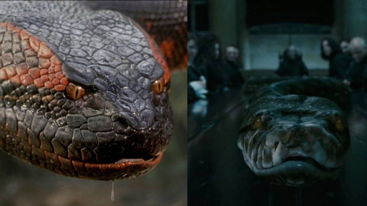 Best Snakes In Movie History, Ranked