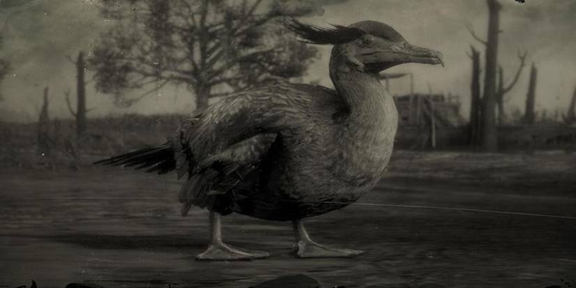 RDR2 Cormorant Locations & Hunting Guide