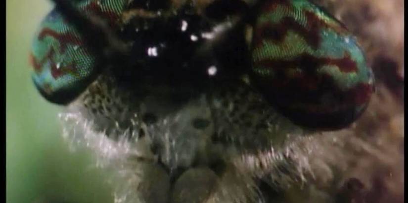 Spongebob Squarepants: 10 Funniest Uses Of Live-Action