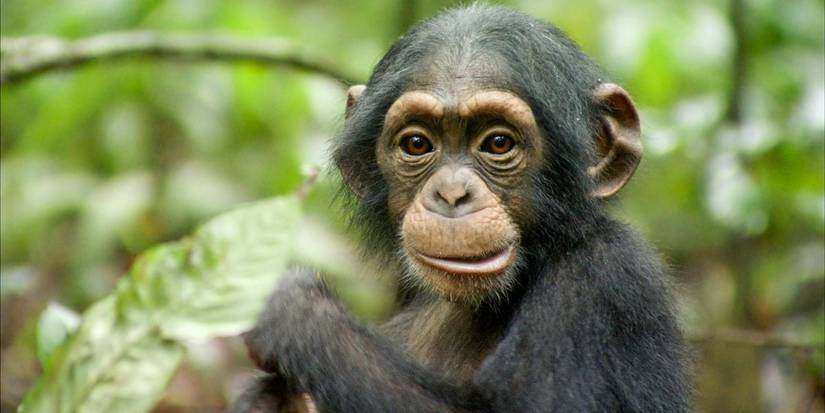 10 Best Disney Nature Movies, According To IMDb