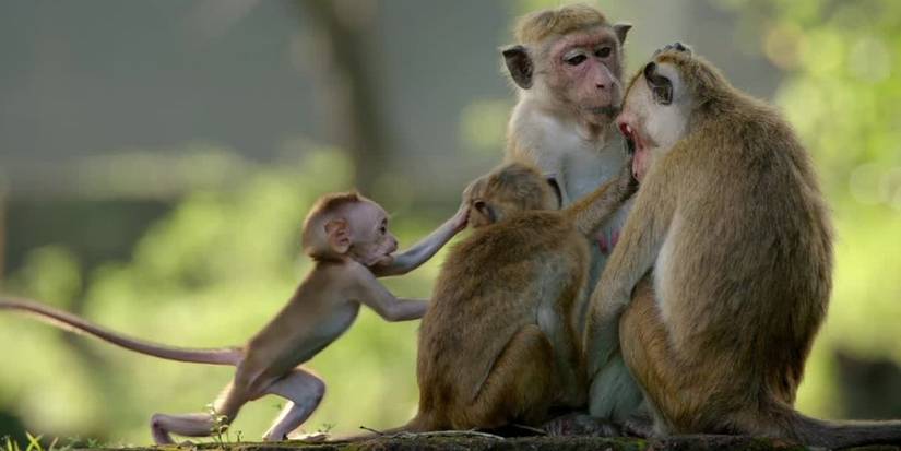 10 Best Disney Nature Movies, According To IMDb