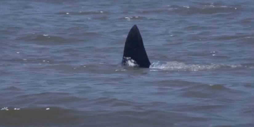 Jaws: The Revenge's Italian Ripoff Deep Blood Explained (Is It Better?)