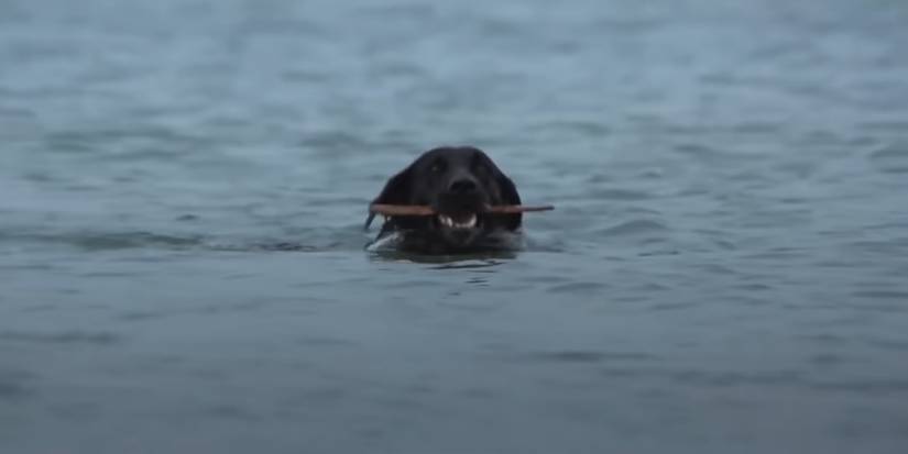 Jaws (1975): Every Death, Ranked Least-Most Gruesome