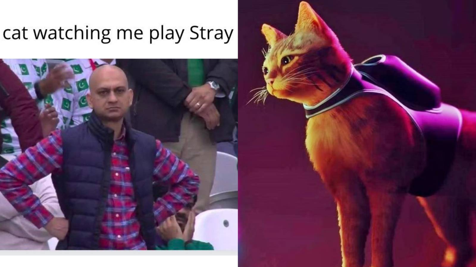 Stray: 10 Memes That Perfectly Sum Up The Game