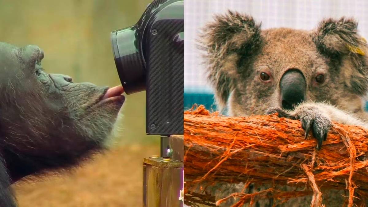 10 Best Animal Shows On Disney+, Ranked By IMDb Score