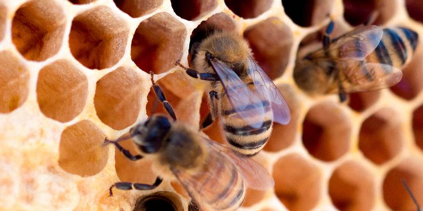 Harry Potter: What Is Your Animagus, Based On Your MBTI®?