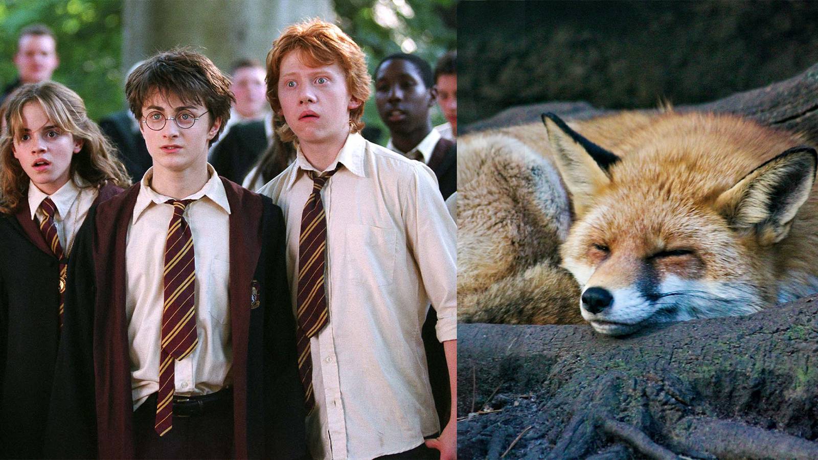 Harry Potter: What Is Your Animagus, Based On Your MBTI®?