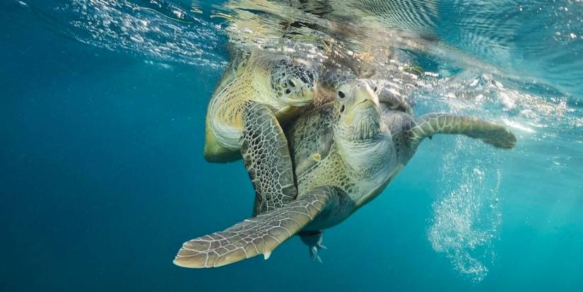10 Best Nature Documentaries On Disney+, Ranked By IMDb Score