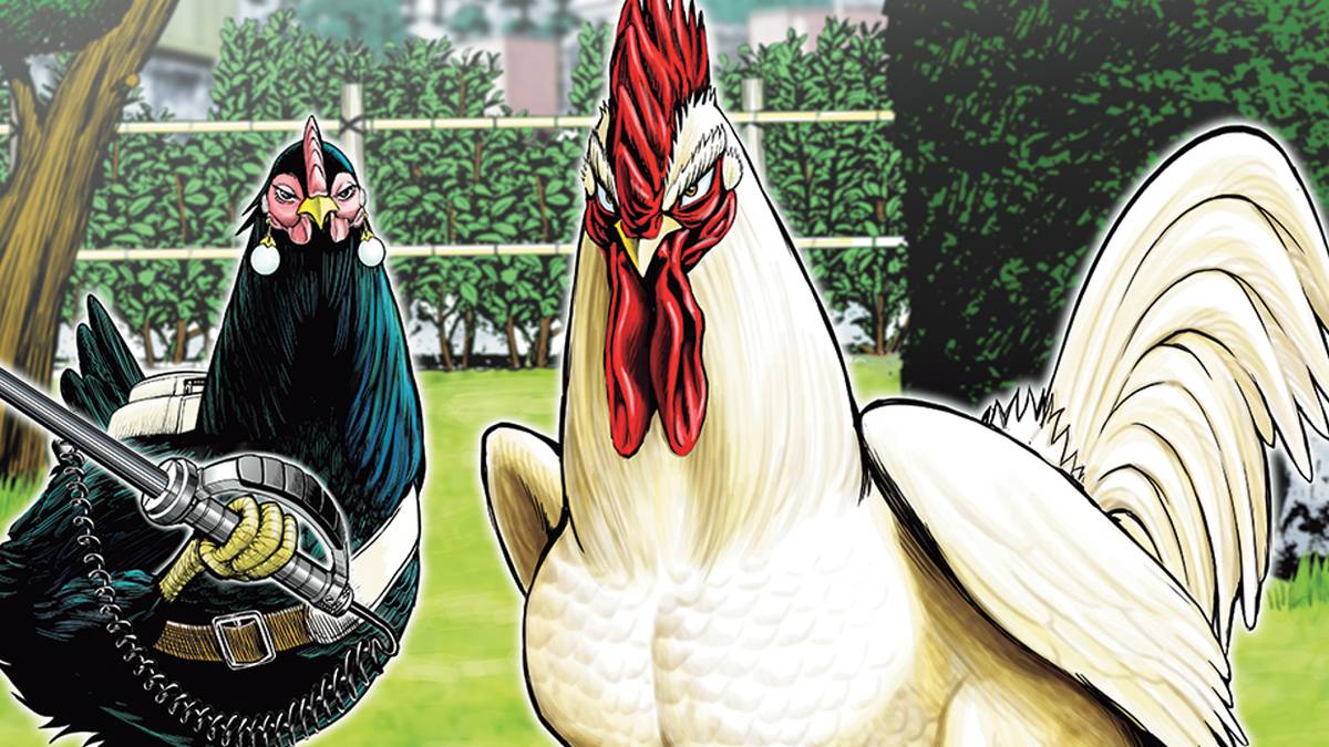 Shū Sakuratani Interview: Rooster Fighter