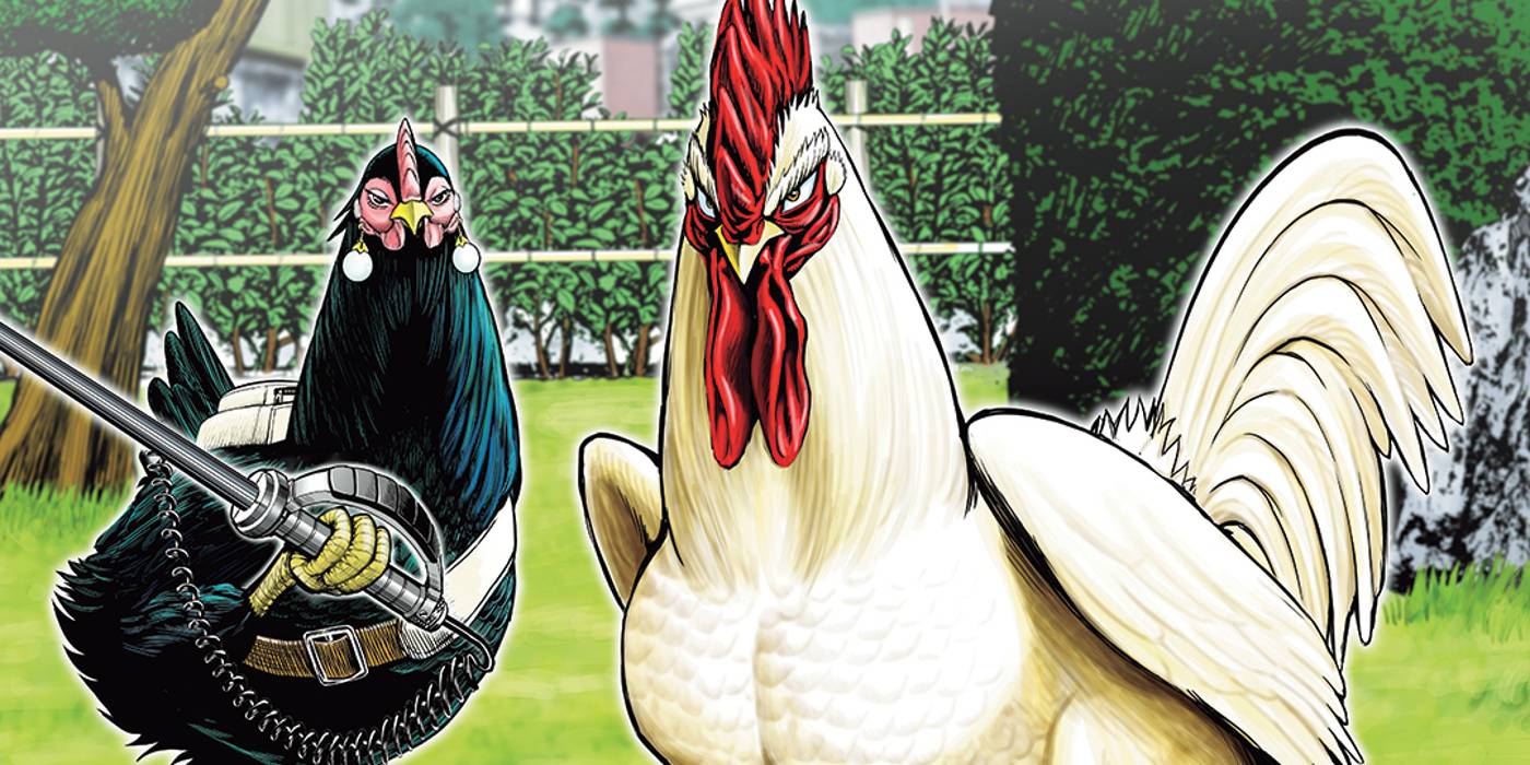Shū Sakuratani Interview: Rooster Fighter