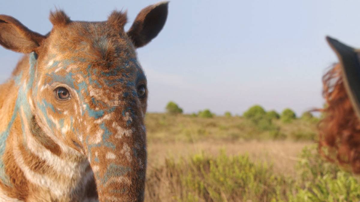 His Dark Materials Season 3 Images Reveal First Look At The Mulefa