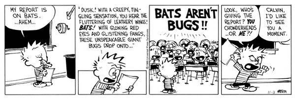10 Funniest Calvin And Hobbes Strips About School