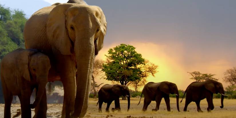 Secrets of the Elephants Director of Photography Talks NatGeo Series