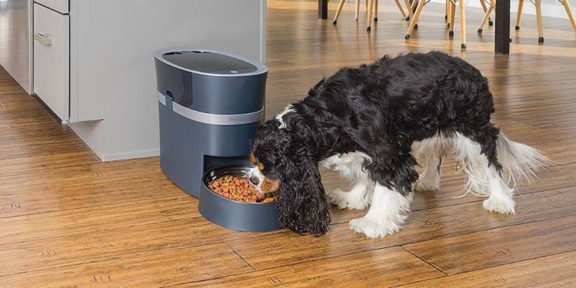 10 Tech Gadgets Every Dog Owner Needs