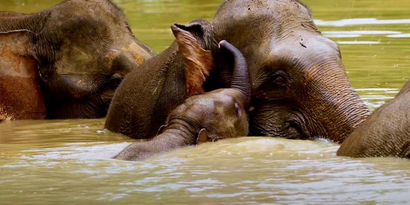 Secrets of the Elephants Director of Photography Talks NatGeo Series