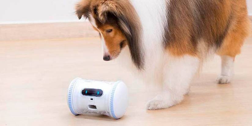 10 Tech Gadgets Every Dog Owner Needs