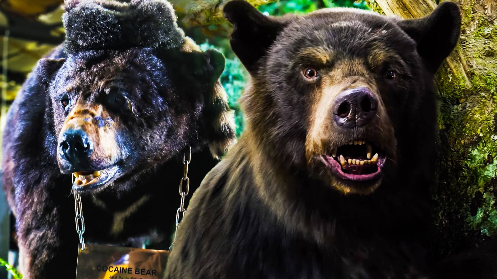 What Happened To The Real Bear From Cocaine Bear (Did It Survive?)