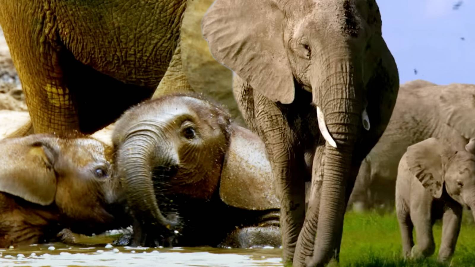 Conservationist Dr. Paula Kahumbu Interview: Secrets of the Elephants