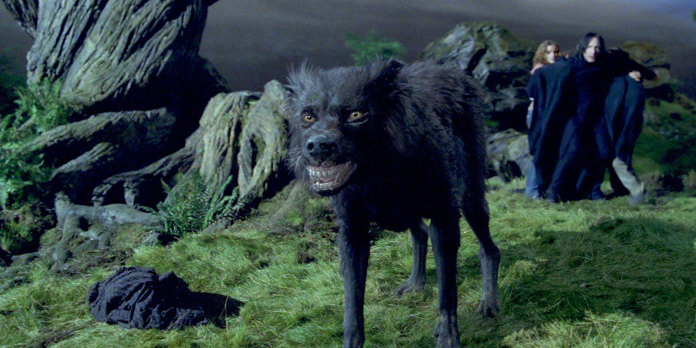 Harry Potter: Every Animagus Character (& Registry Status)