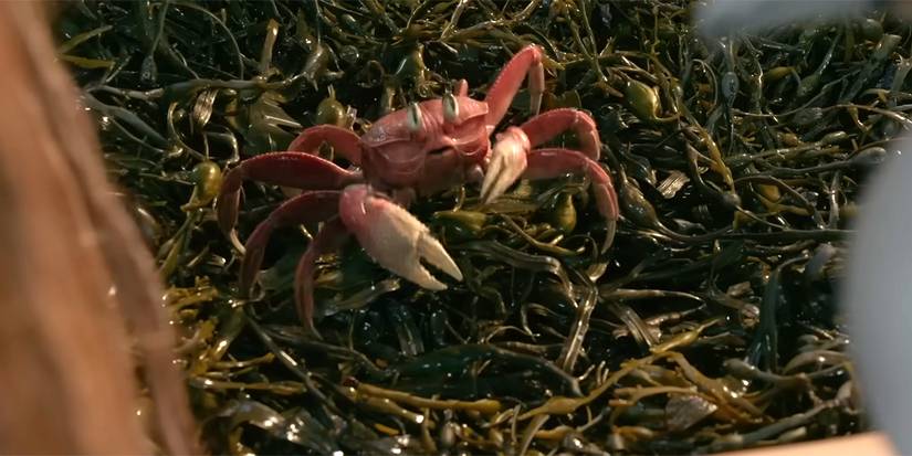 Is Little Mermaid’s Sebastian A Crab Or Lobster? Disney Confusion Explained