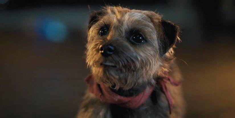 Strays 2: Is The Sequel Happening? Cast, Story & Everything We Know