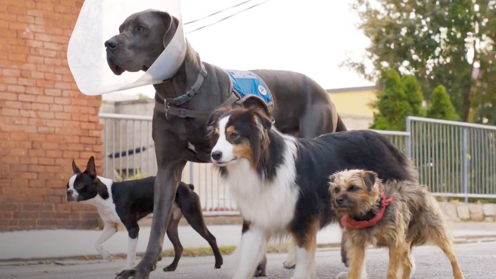 Strays Voice Cast Guide: What The Actors Look Like In Real Life