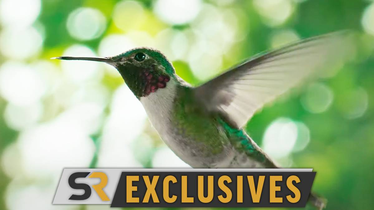 Hummingbirds Fly in America’s National Parks Season 2 Clip [EXCLUSIVE]