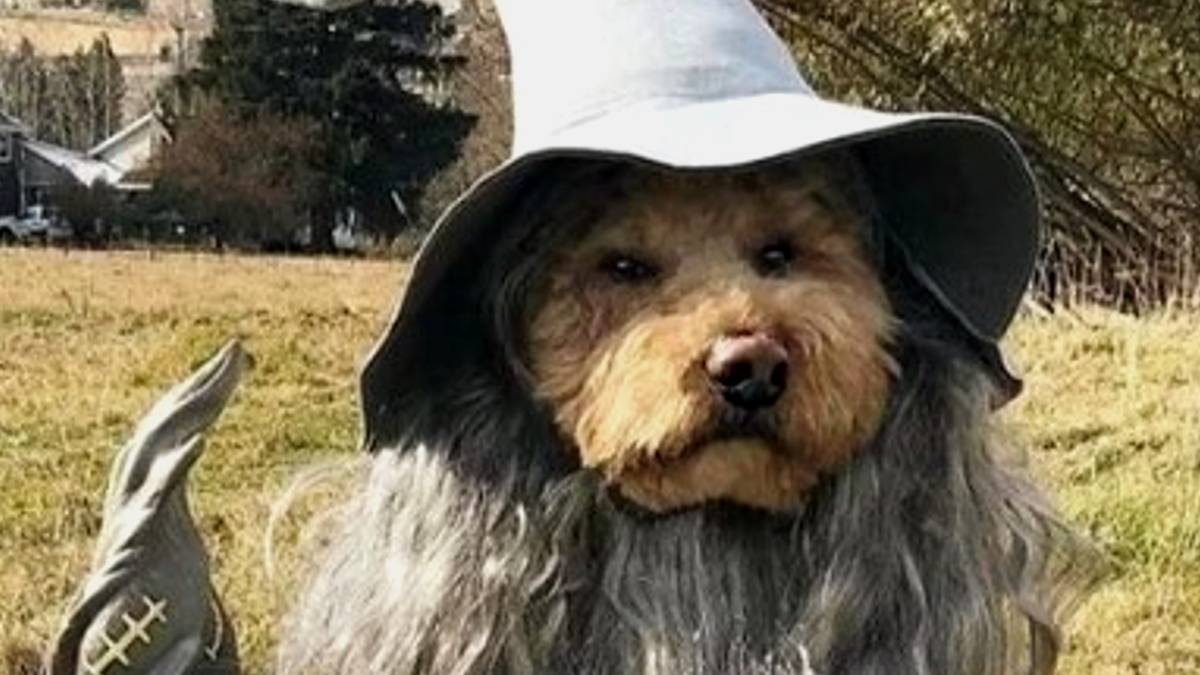 Lord Of The Rings Lovable Dog Cosplays (& 1 Cat) Get Elaborate Costumes
