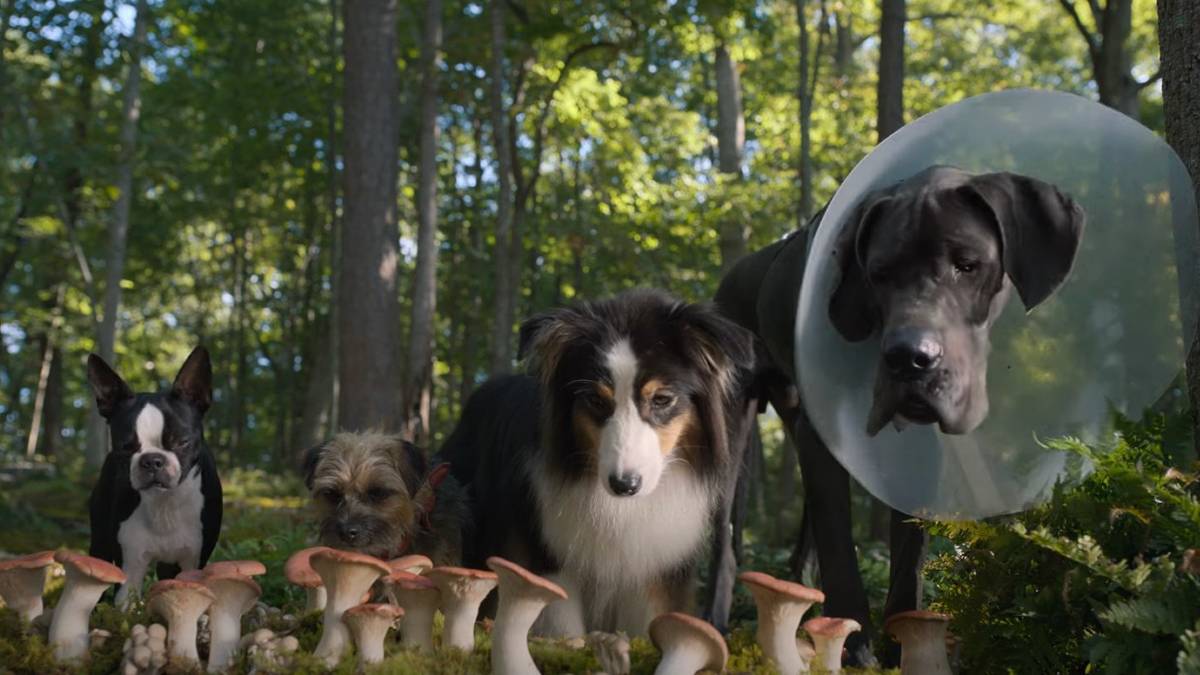 Strays Trailer: Jamie Foxx, Will Ferrell & Are Foul-Mouthed, Drug ...
