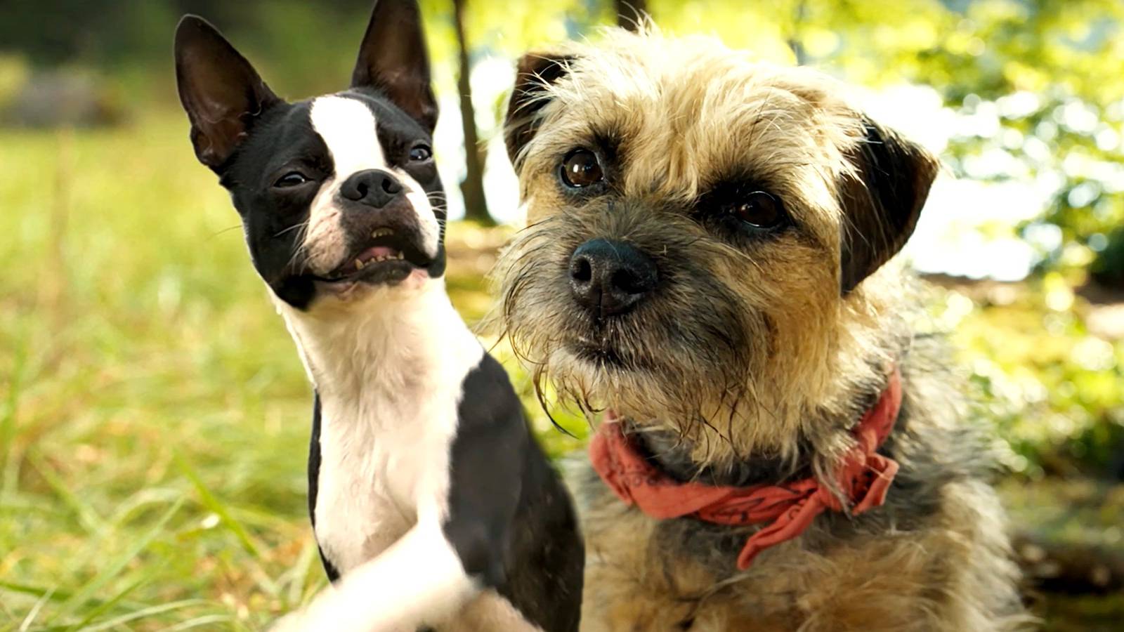 Strays Rotten Tomatoes Score: How Does The R-Rated Comedy Compare To ...