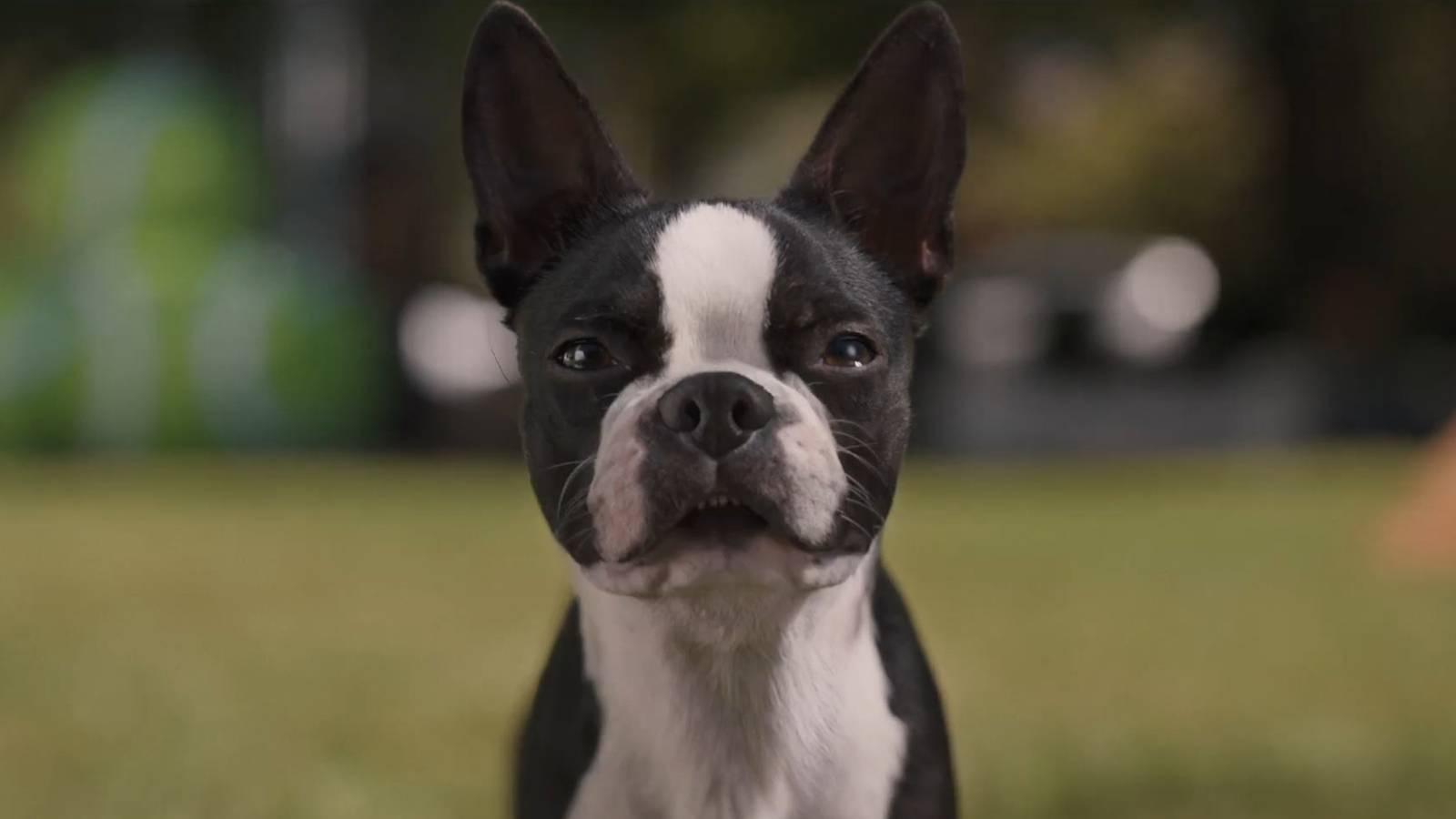 "BTW Dog Movies Do Really Well": How Strays Producer Pitched R-Rated ...