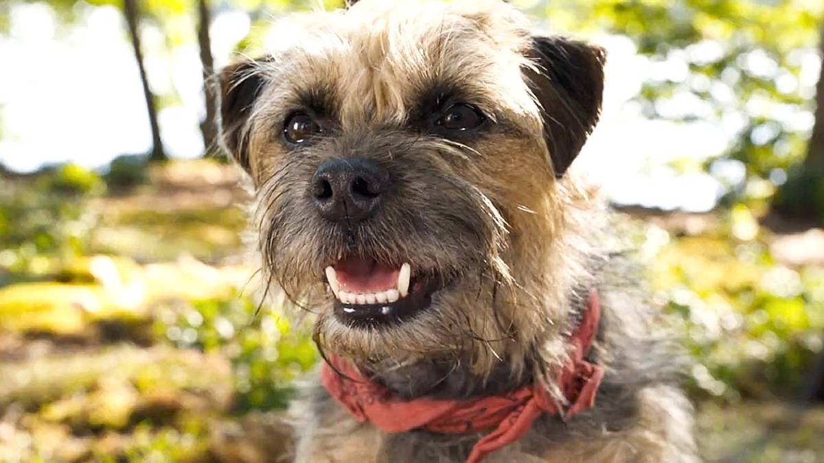 Does Strays Have A Post-Credits Scene?
