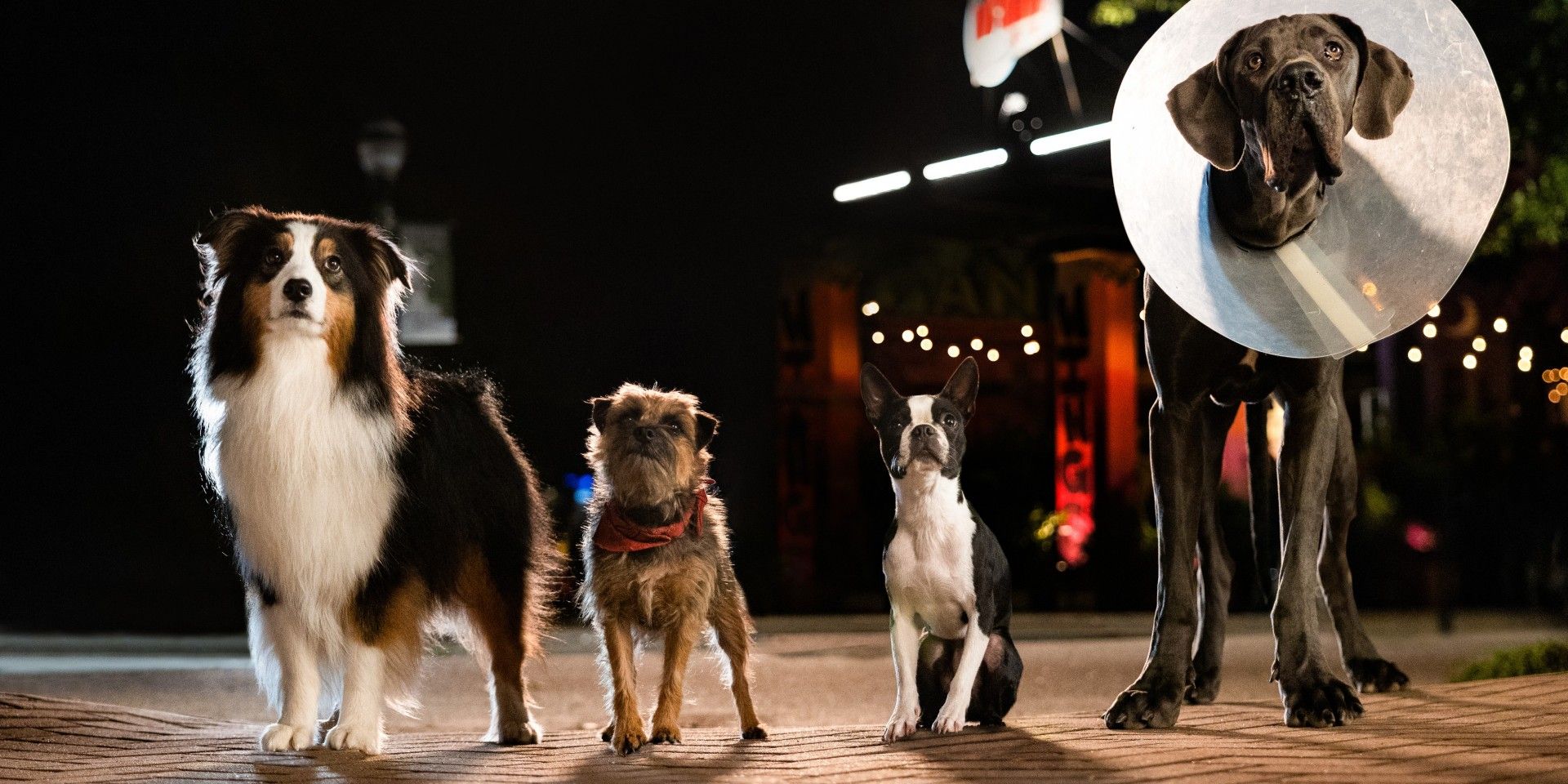 Strays Review: Will Ferrell & Jamie Foxx Are A Great Duo In Awkward Comedy