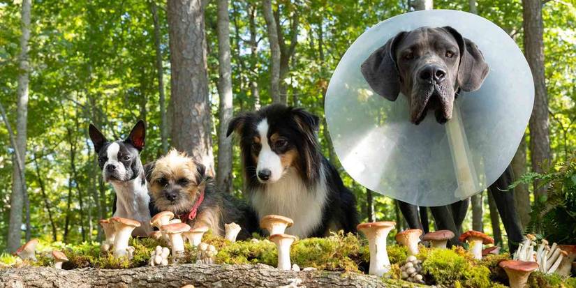 10 Funniest Scenes From Strays, Ranked