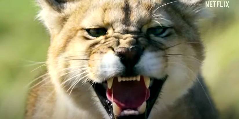 Who Narrates Netflix’s Predators Nature Docuseries