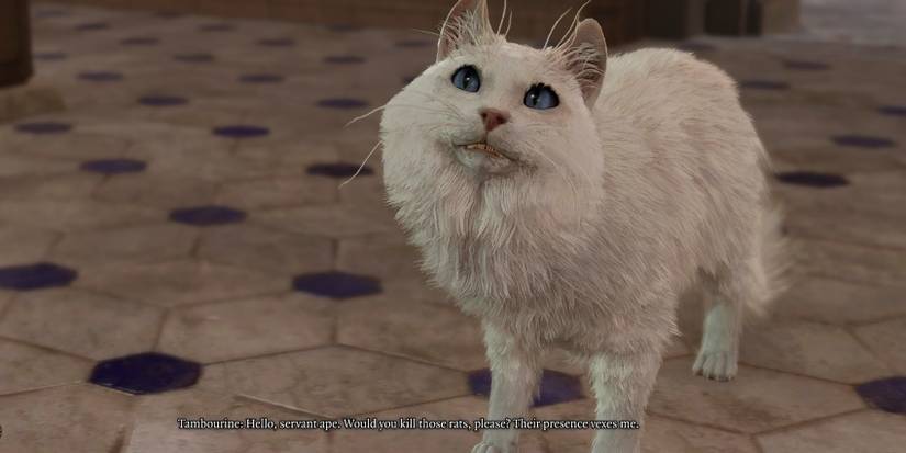 Every Cat In Baldur’s Gate 3, Ranked By Personality