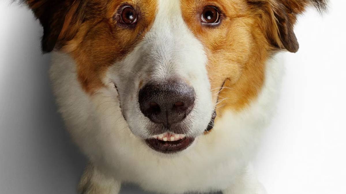 A Dog's Journey Summary, Trailer, Cast, Where to Watch and More