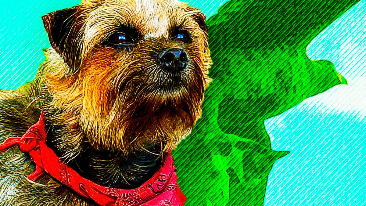 10 Funniest Scenes From Strays, Ranked