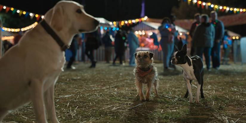 10 Funniest Scenes From Strays, Ranked