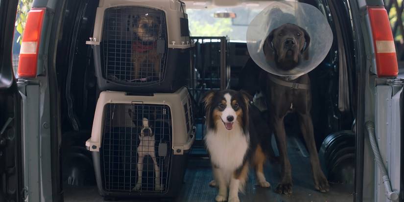 10 Funniest Scenes From Strays, Ranked