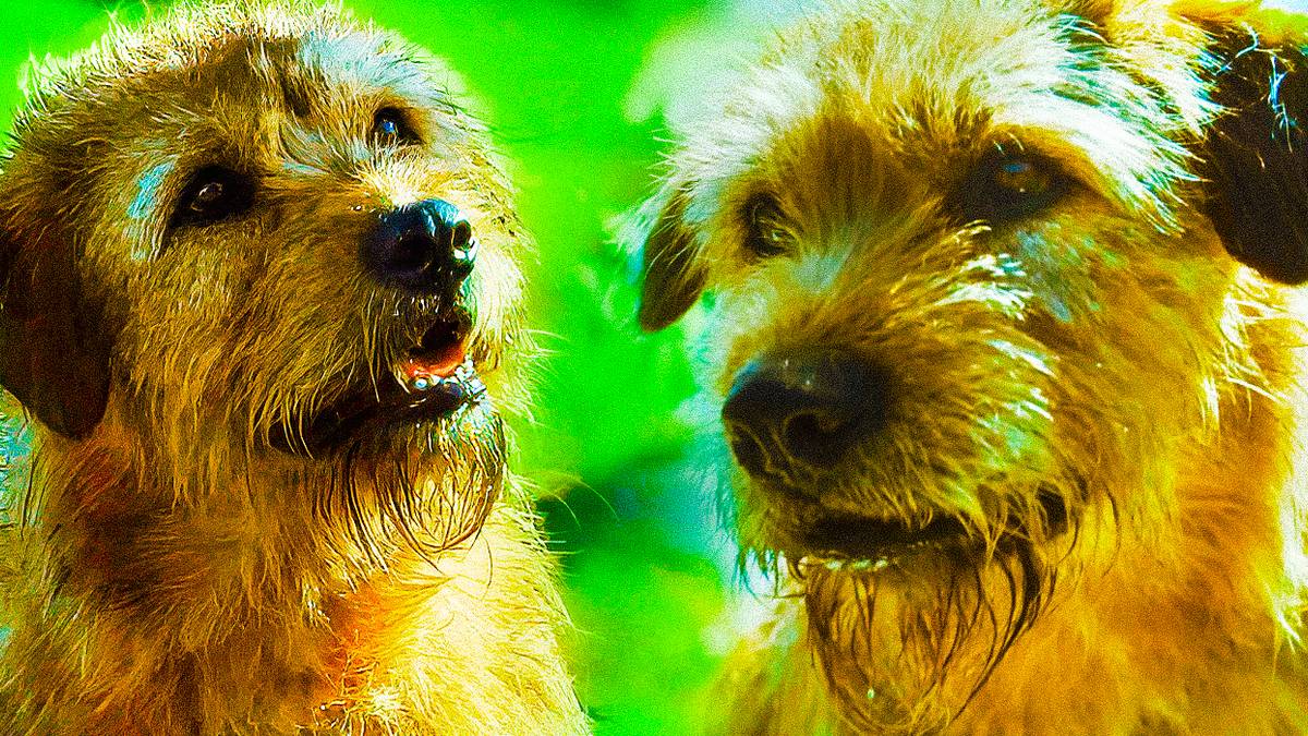 What Happened To The Dog After Arthur The King In Real Life