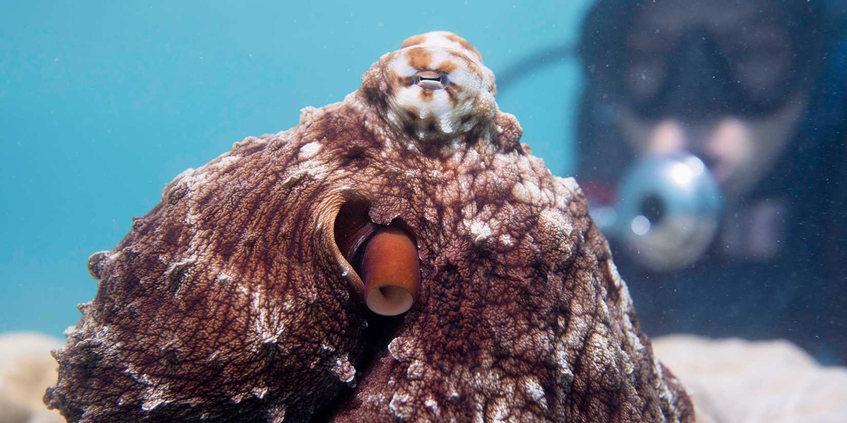 Secrets Of The Octopus Filmmakers Answer Whether Octopuses Could Rule ...