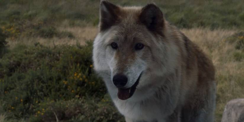 Game Of Thrones Ending: The Fates Of All Stark Direwolves Explained