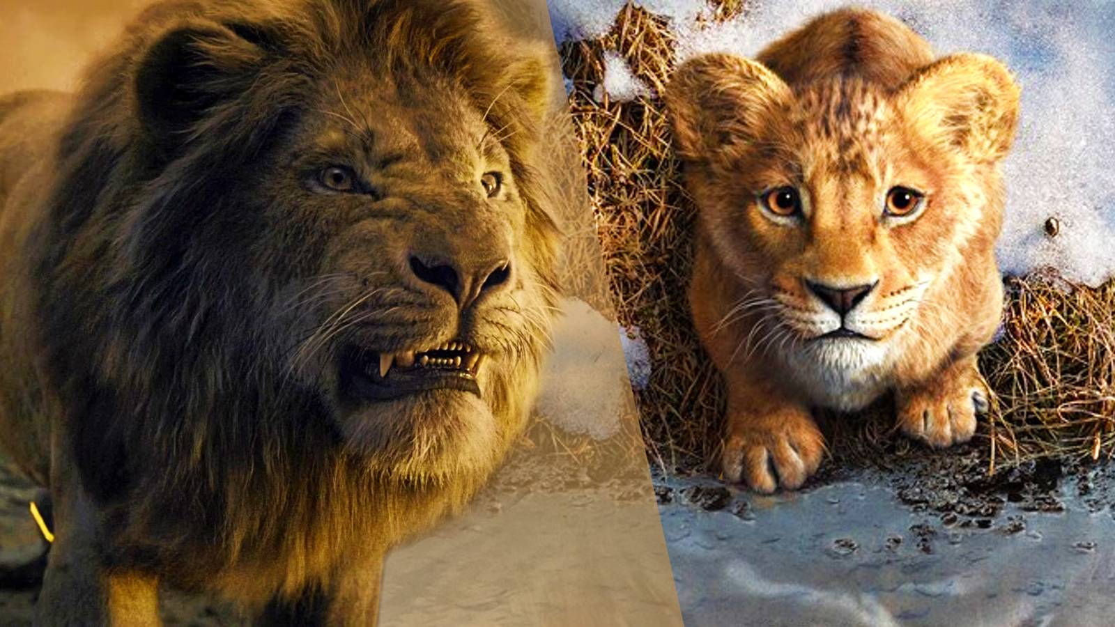 The 1 Scene In 2019's Live-Action The Lion King That Is Real & Not CGI