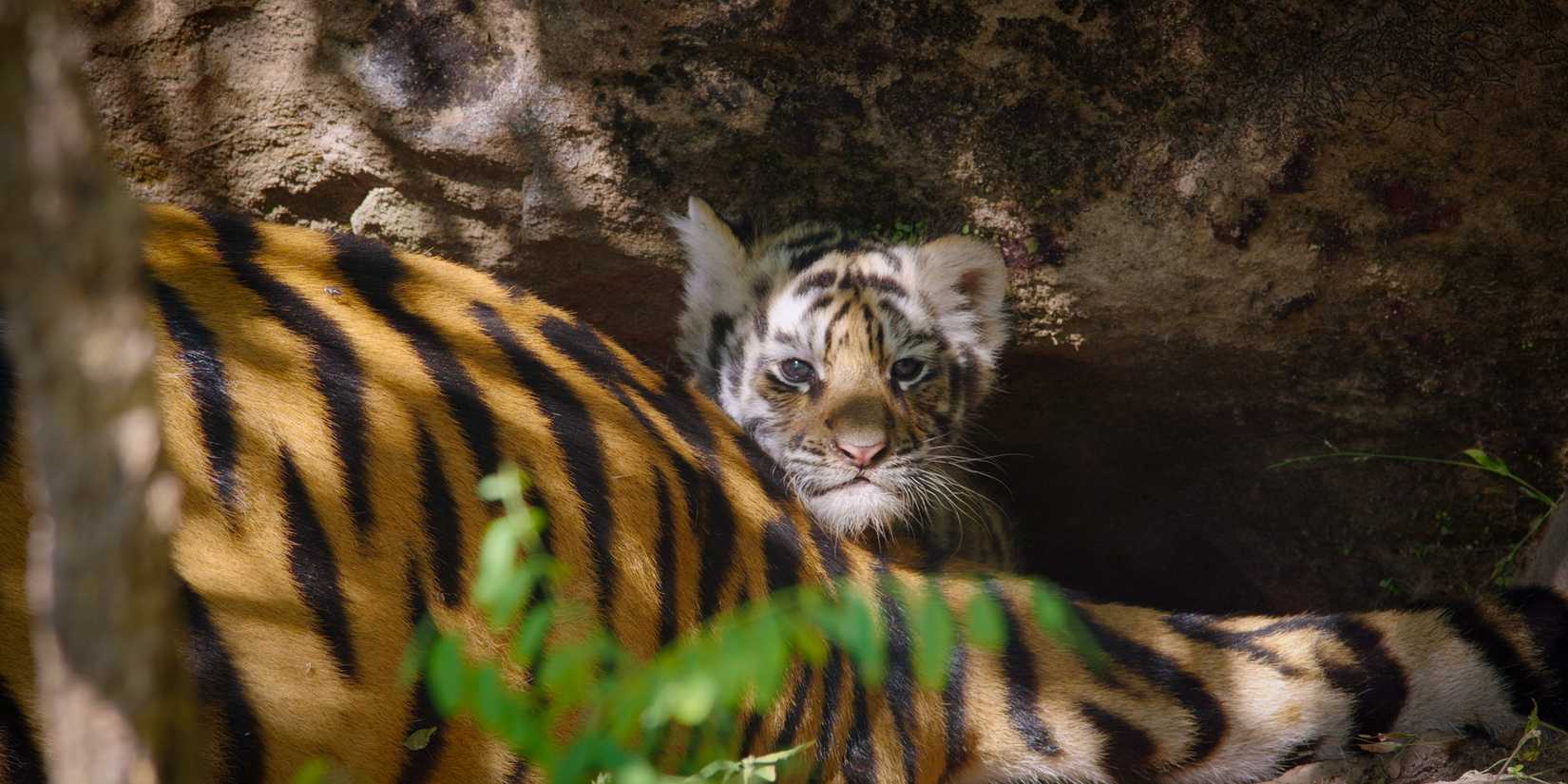 Tiger Producer Roy Conli On Crafting The Story Of A Nature Documentary
