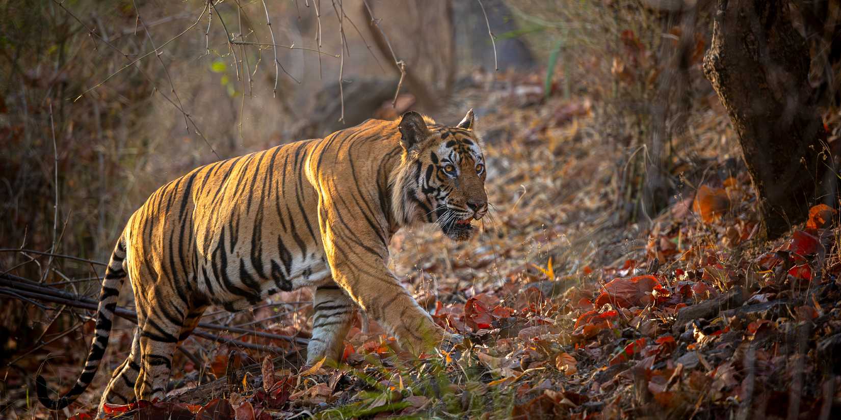 Tiger Producer Roy Conli On Crafting The Story Of A Nature Documentary