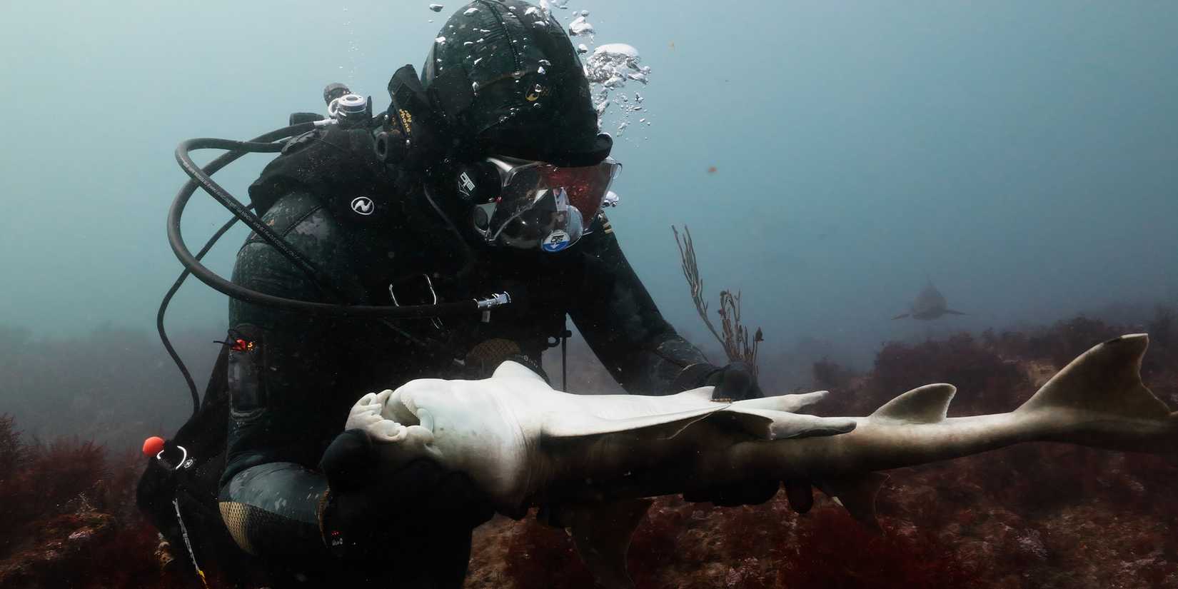 Forrest Galante Talks Searching For Elusive Animals In Shark Week’s ...
