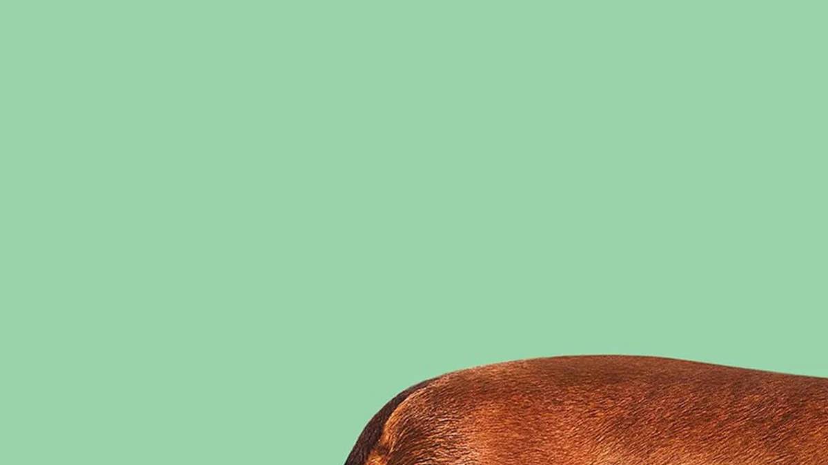Wiener-Dog Summary, Trailer, Cast, Where to Watch and More