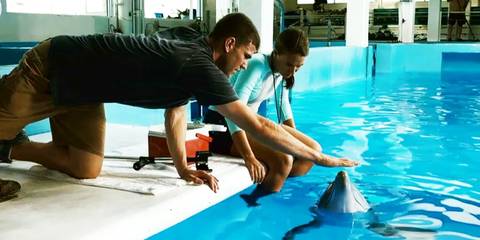 Dolphin Tale Summary, Trailer, Cast, Where to Watch and More