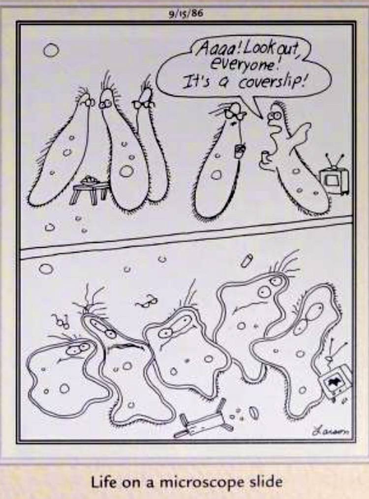 10 Amazing Far Side Comics About Amoebas